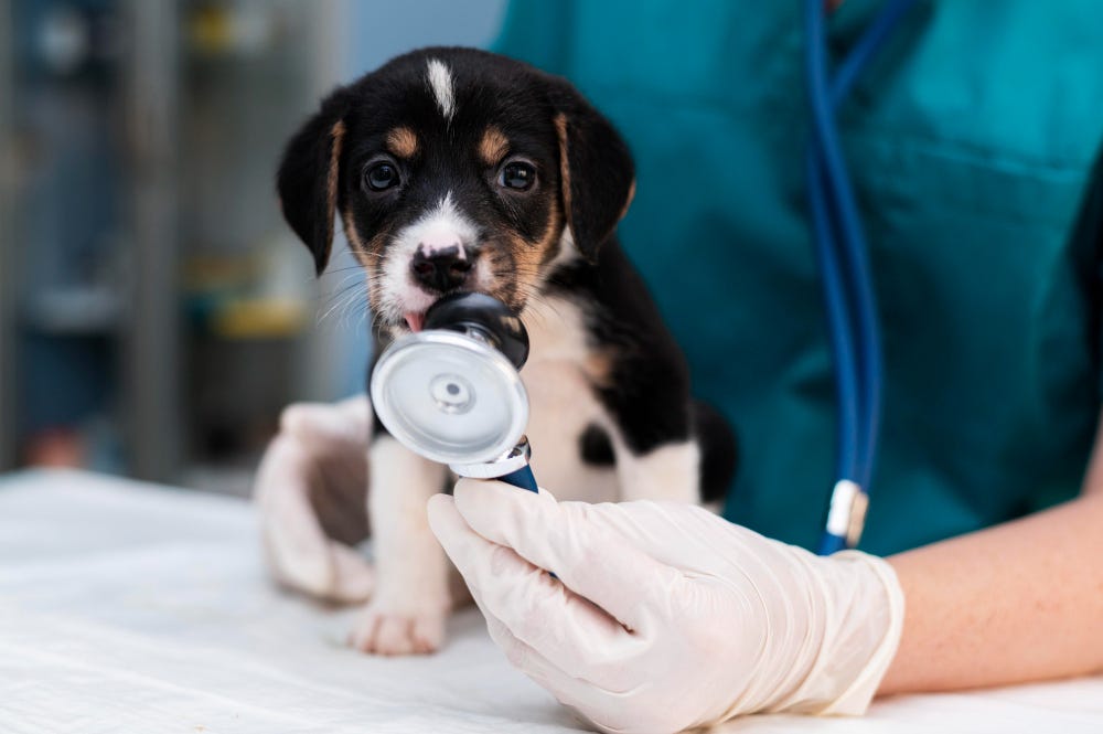 The Role of Nutrition in Pet Medicine: Fueling a Healthy Life | by ...