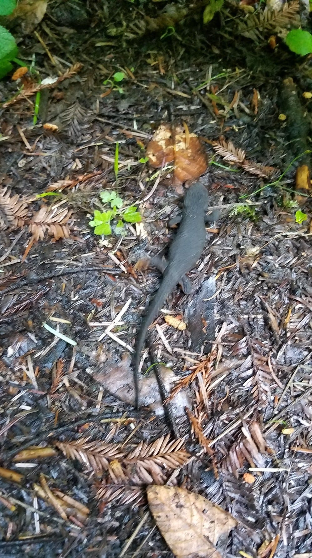 Ode to Orange-Bellied Newts. Essentially the salamander equivalent ...