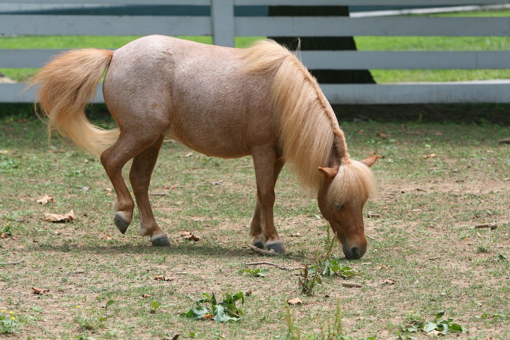 Red Roan Pony