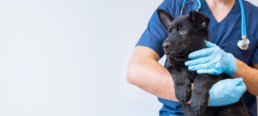 Optimal Pet Healthcare: Your Guide to a Happy Fur-ever! | by Petfitness ...