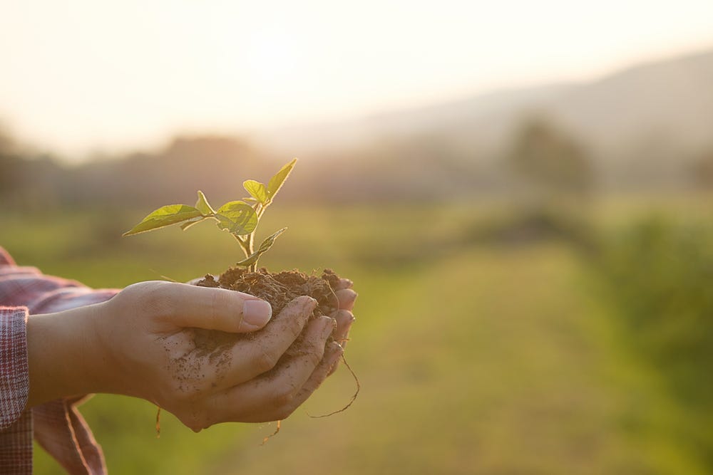 What’s Everything You Need to Know About Agronomy? | by Divya Jaiswal ...