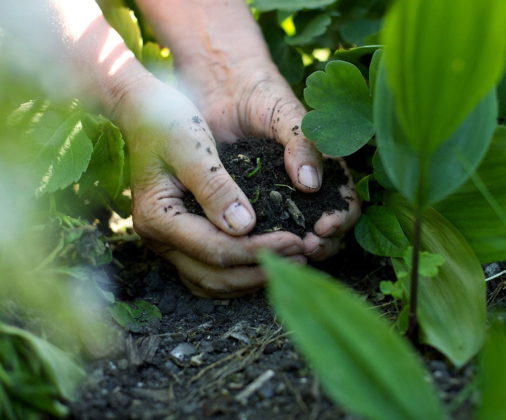 Harnessing the Power of Organic Biofertilizers | by Fitochem | Aug ...