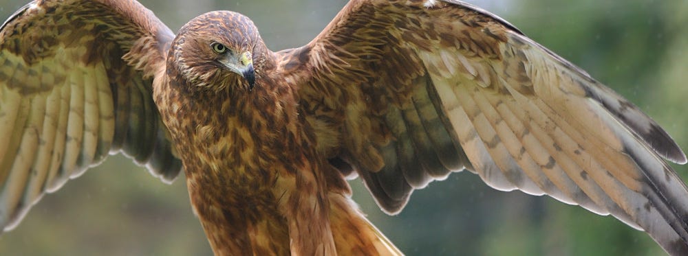 One Wing Effort, One Wing Grace. Be careful what you wish for was what ...