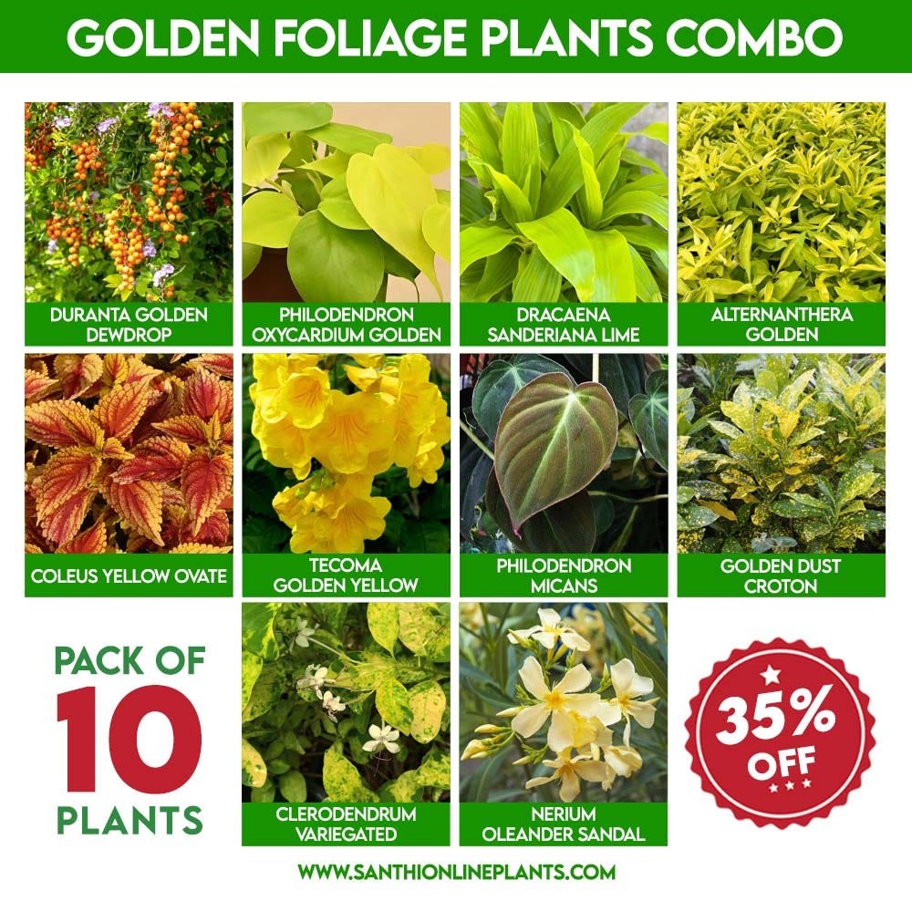 Golden-foliage-plants-combo - santhi santhi - Medium