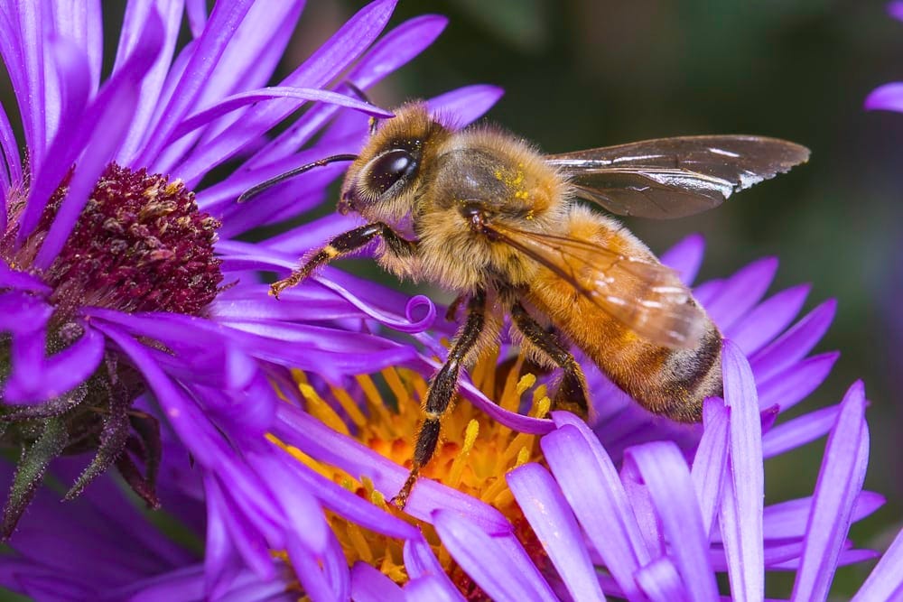 Queen Bee. Nature poem | by A Shayens Abran | Medium | Medium