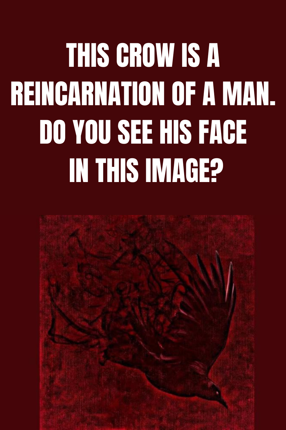 This Crow Is A Reincarnation Of A Man. Do You See His Face In This ...