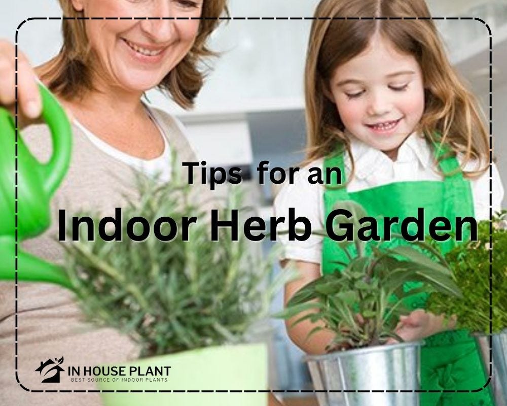 5 Expert-Backed Tips for an Indoor Herb Garden | by Elahe Rabiei | Medium