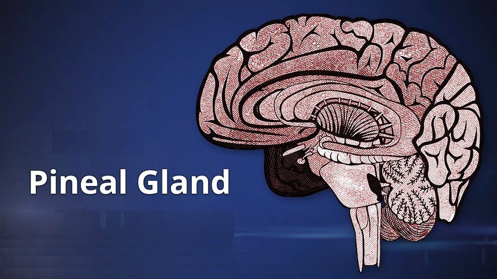PINEAL GLAND does what?. The pineal gland, a small, pine… | by RAHUL ...