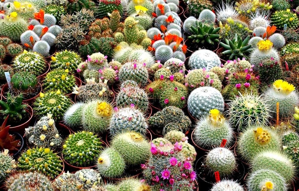 Why don’t cacti (Cactaceae) bloom? This way the flowers will bloom continuously! | by Jasonly ...