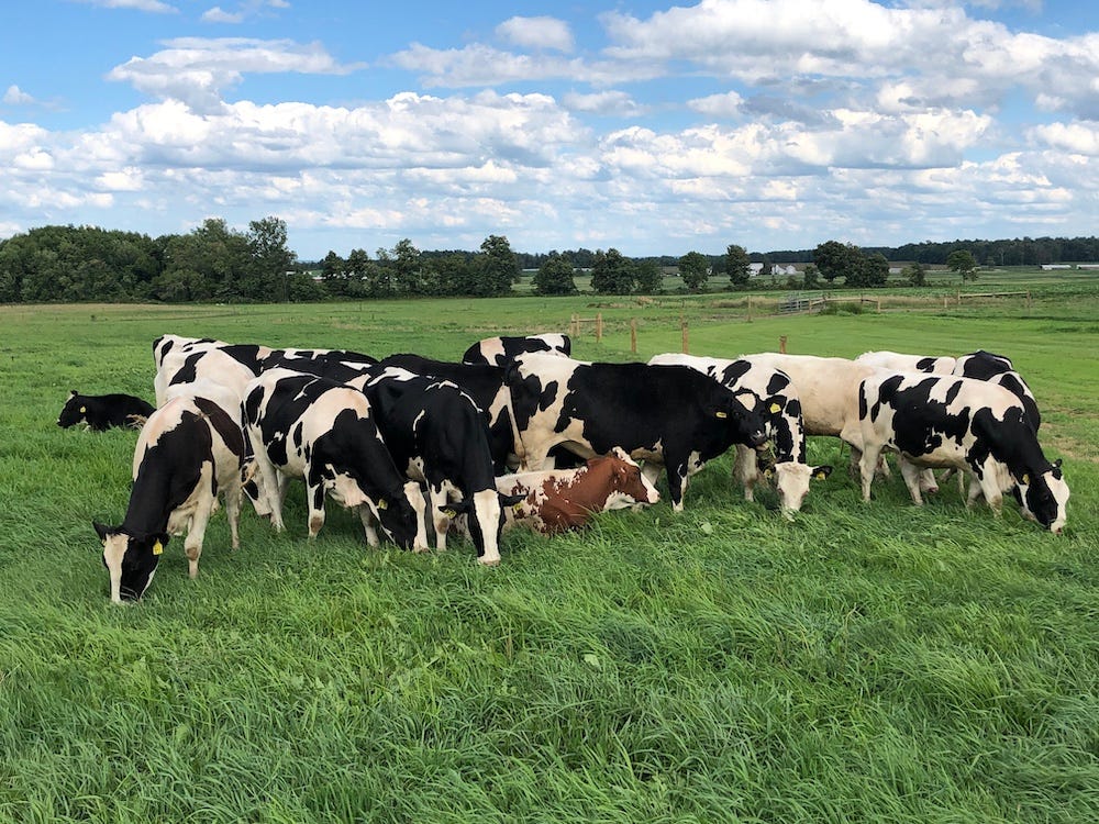 Why I’m Not a Vegan. My wife and I recently spent a week on… | by Jon ...