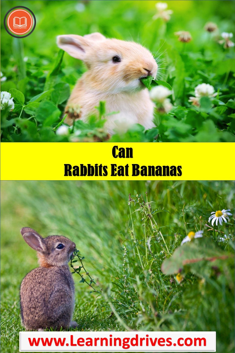 Can Rabbits Eat Bananas — Learning Drives .Delicious | by Learning ...