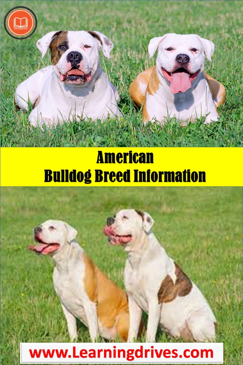 American Bulldog Breed Information — Learning Drives .The | by Learning ...