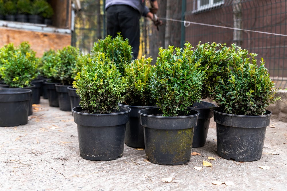 Best 5 Types of Hedges For your Home. | by Andrew Luce | Medium