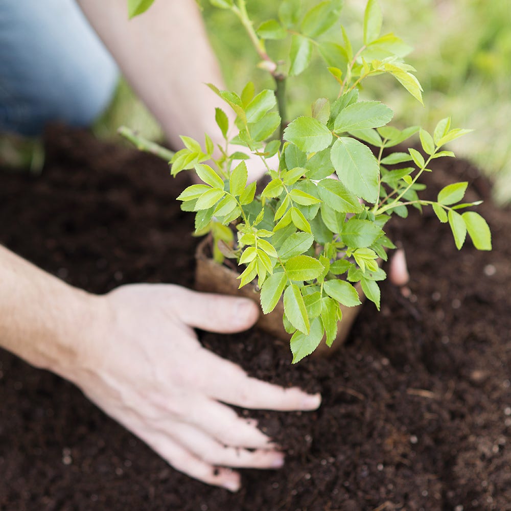 The Benefits of Plant Health Care Services | by tree-healthcare-company ...