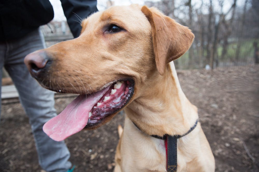 Meet Blue: Emotional Support Dog in Training | by Elana Duffy ...