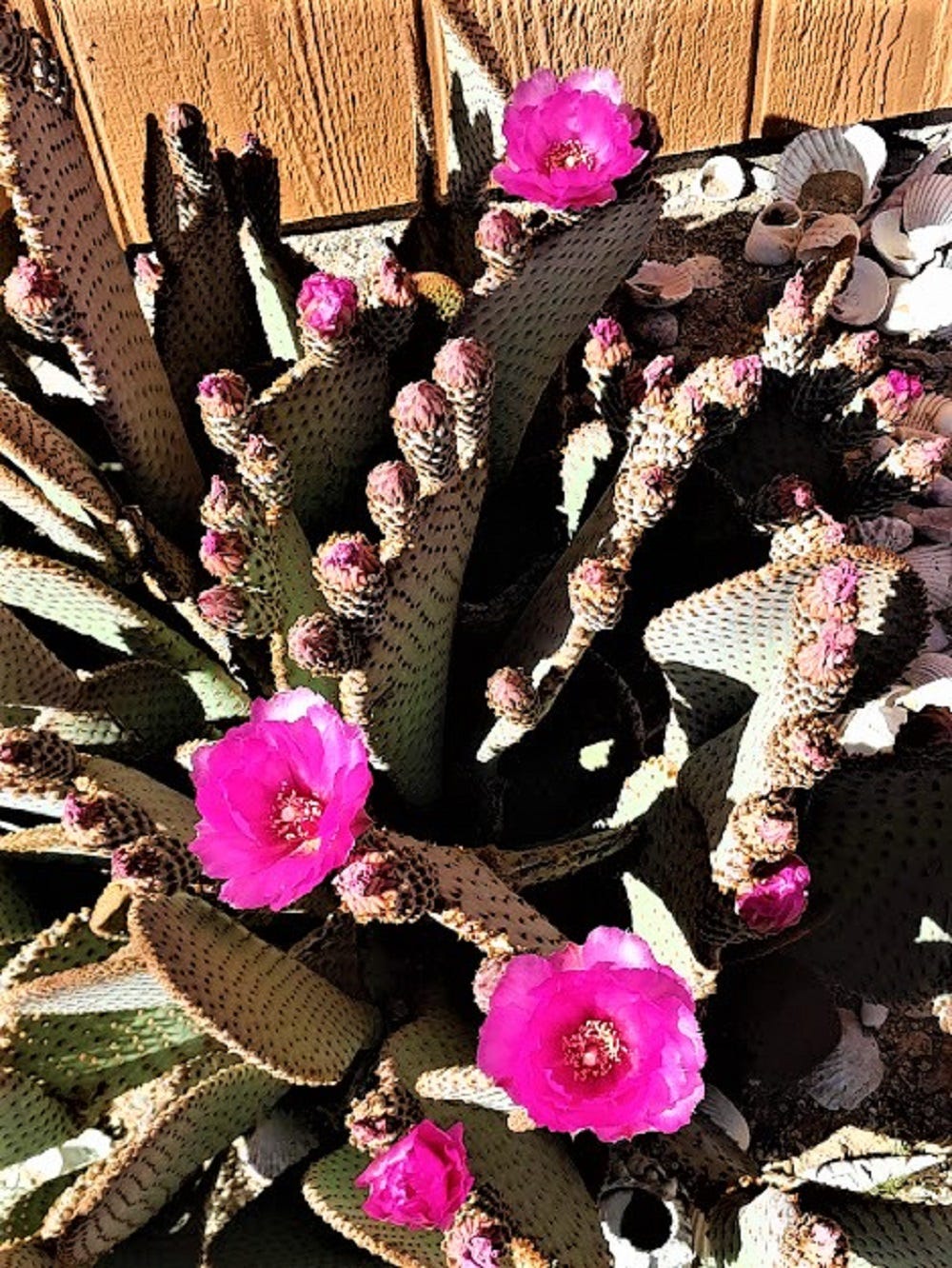 Suddenly Summer. Shifting weather in the desert | by Suzy Jacobson Cherry | Medium