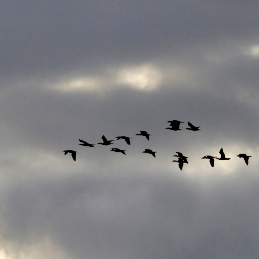Why do birds migrate? The Wonders of Bird Migration | by Pet Life | Medium
