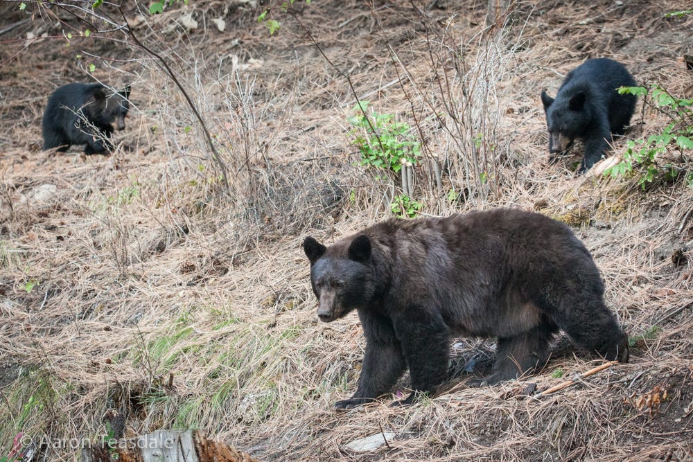 Lost bear meets lost human. An anguished cry, carrying through my… | by ...