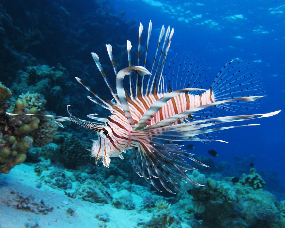 Lionfish kingdom. What to do about the invasive lionfish… | by Latin ...