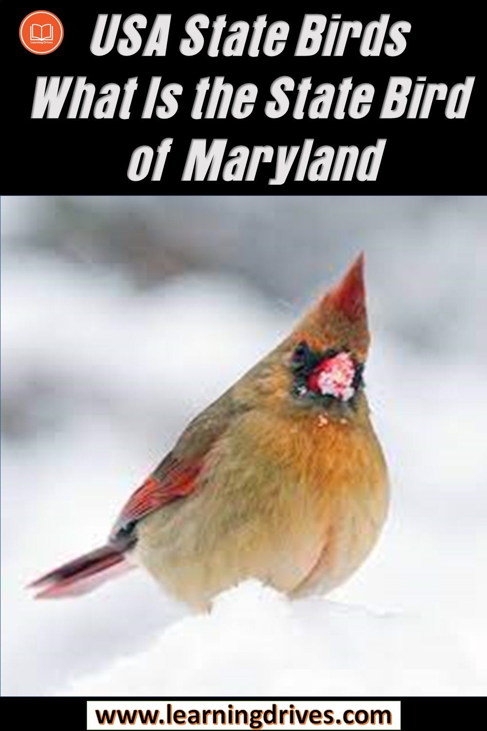 What is The State Bird of Maryland? — State Birds | by Book Info Master ...