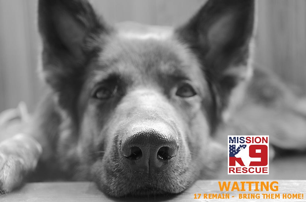 Mission K9 Rescue — Because Even Hero’s Need Help | by Clint A. Butler ...