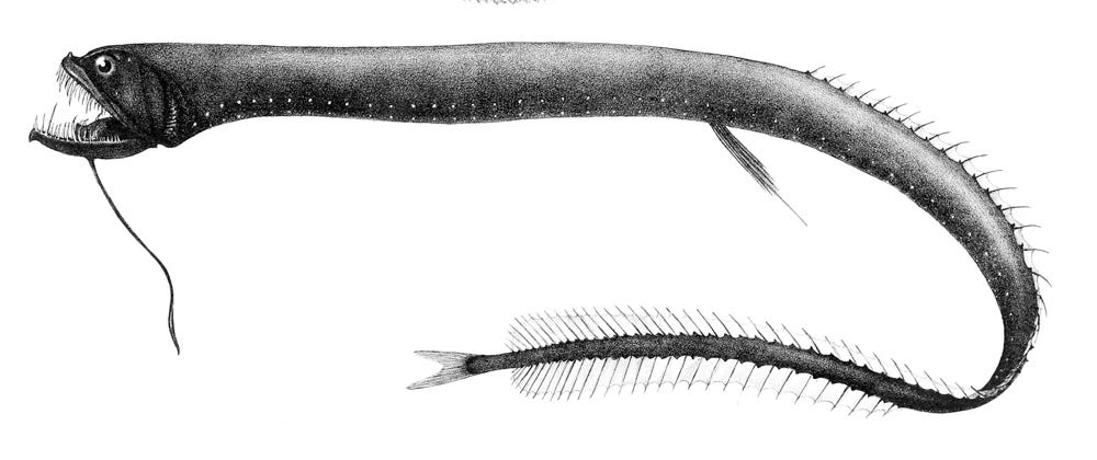 O-Fish-ial Fun Fact Thursday — 14 May 2020 | by Graham Traas | Medium