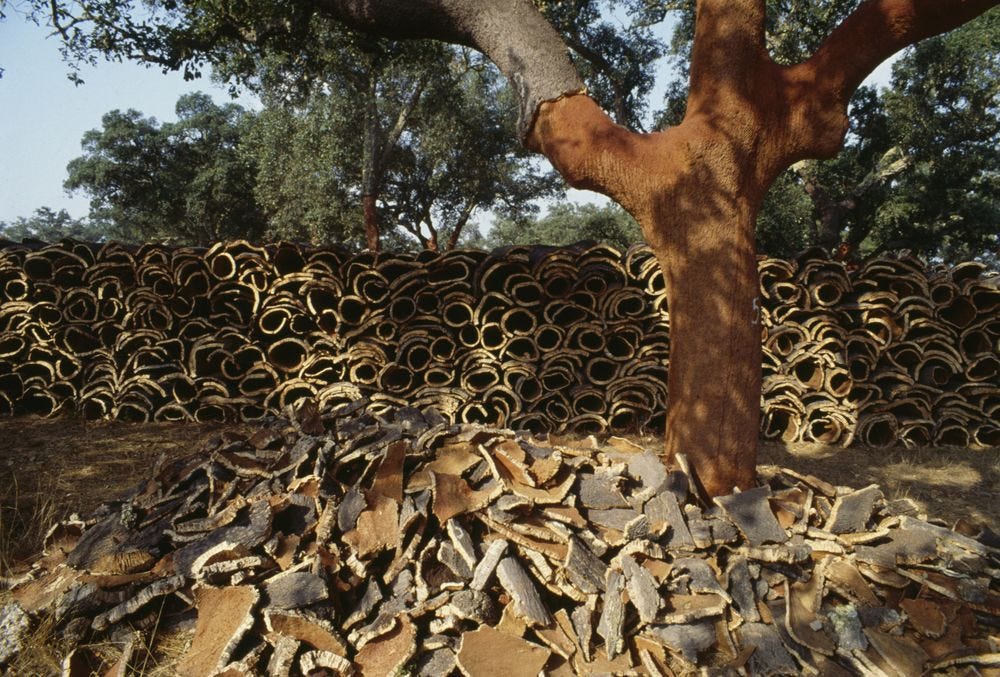 Bottle Stoppers: Cork Taint, The Discovery of the Cell and Oily ...