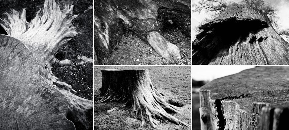 5 Ways of Seeing: a lesson. How a long-dead tree stump taught this ...