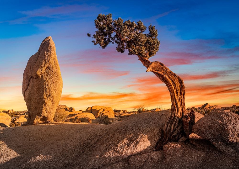 The Rich History of Joshua Tree, California | by Dennis Duke | Medium