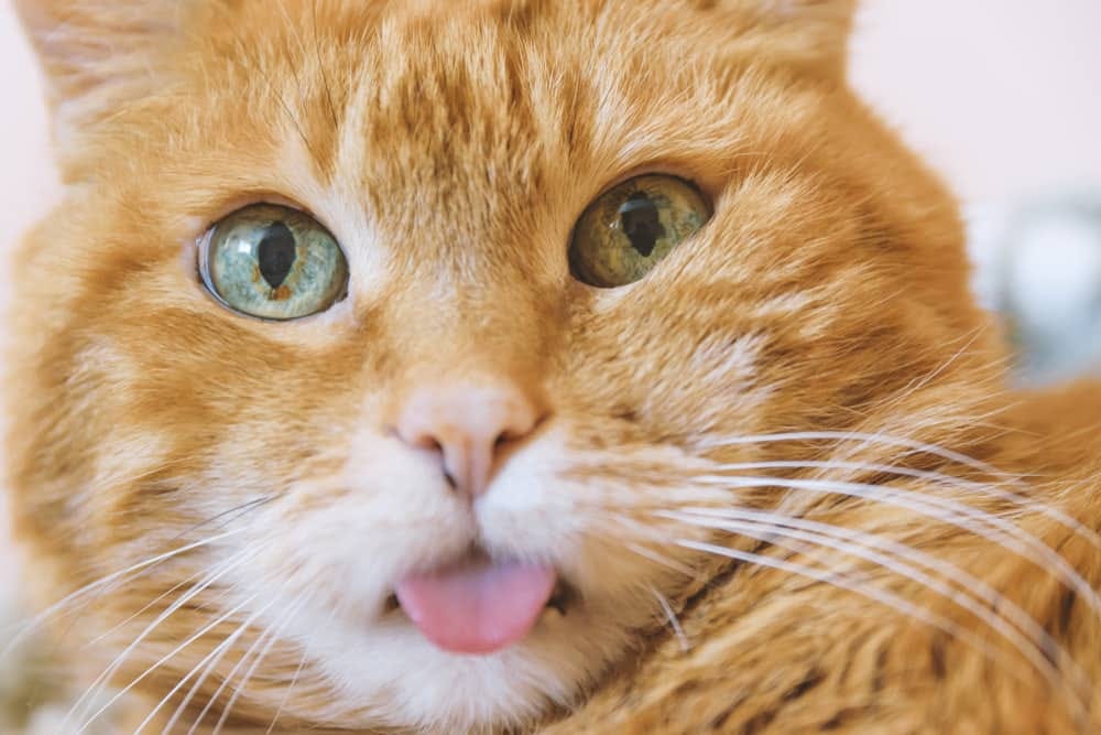 Debunking The Myth Are Orange Cats Dumb By JumpyKitten Medium Debunking The Myth Are Orange Cats Dumb By JumpyKitten Medium