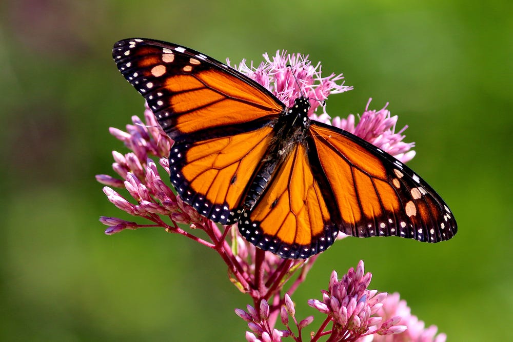 Protecting the Monarch: Strategies to Prevent Butterfly Extinction | by ...