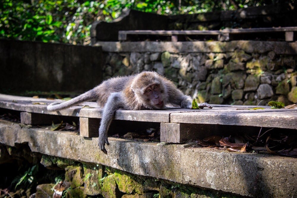 The Dang Monkey!. I live in a tiny apartment with two… | by Jenny Horak ...