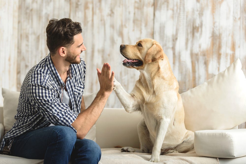 Decoding Canine Distress: Understanding Stressed Dog Body Language | by ...