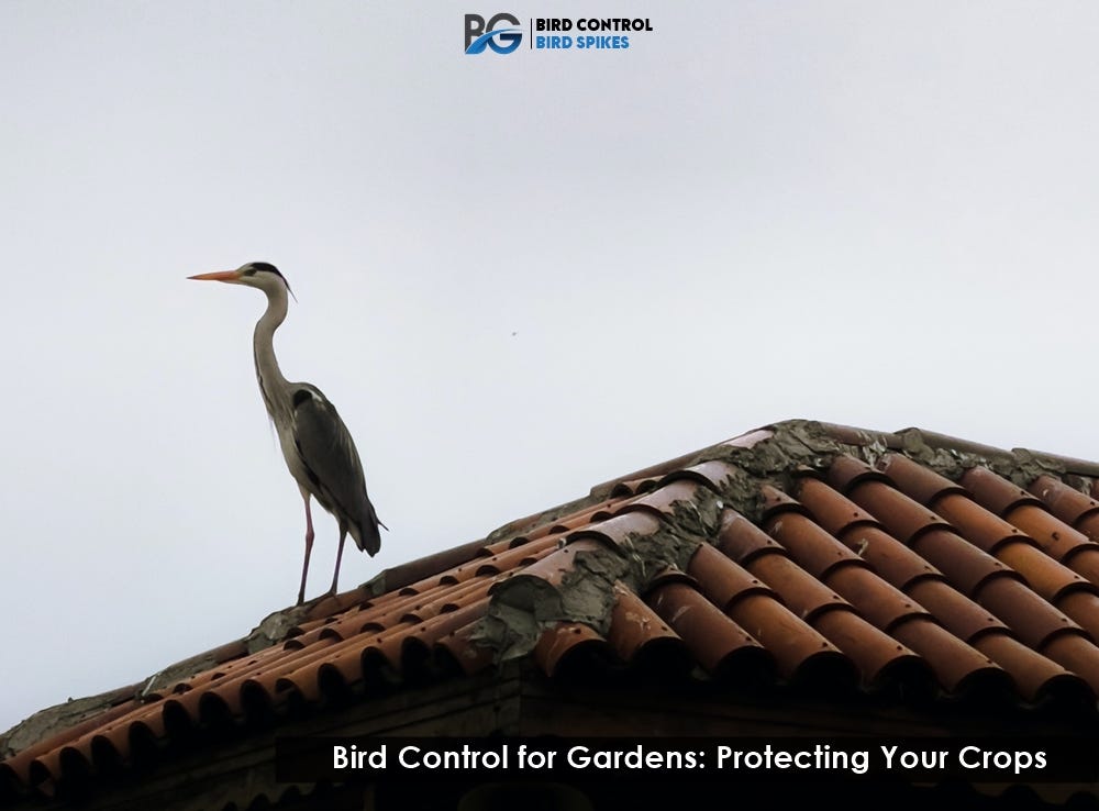 Bird Control for Gardens - BG Bird Control | Medium