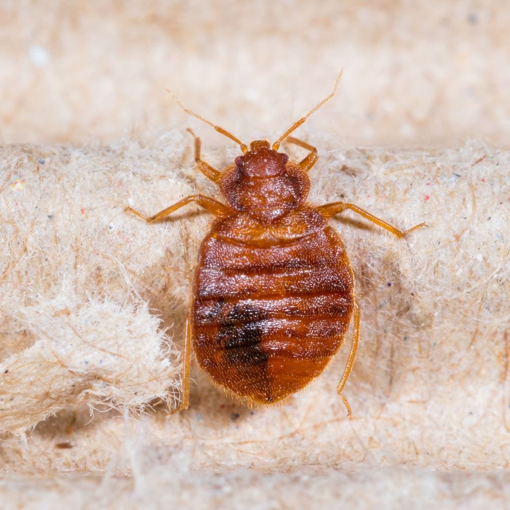 Building Resistance: Bed Bugs That Only Grow Stronger with DIY ...
