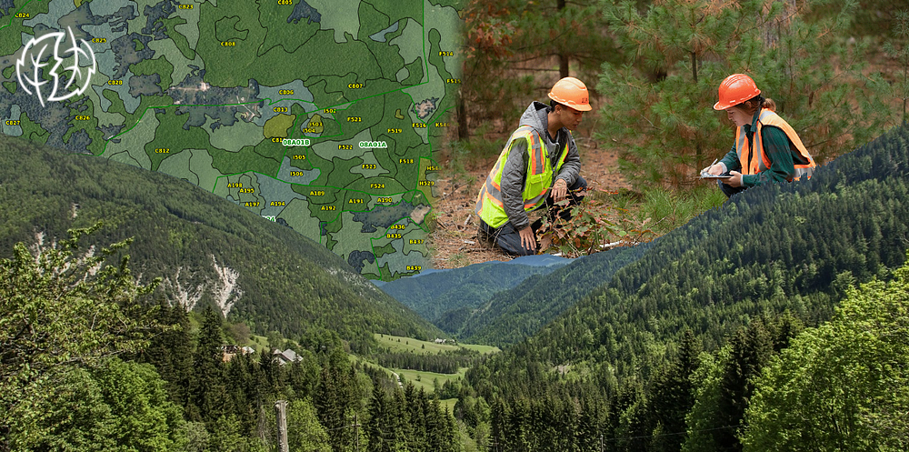 Sustainable Forestry Planning with Graph Neural Networks | by Martin ...