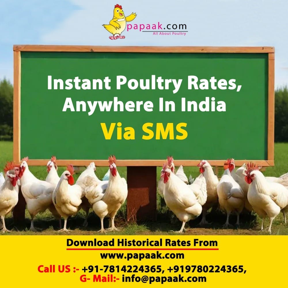 Instant Poultry Rates, Anywhare In India - Papaak Poultry - Medium