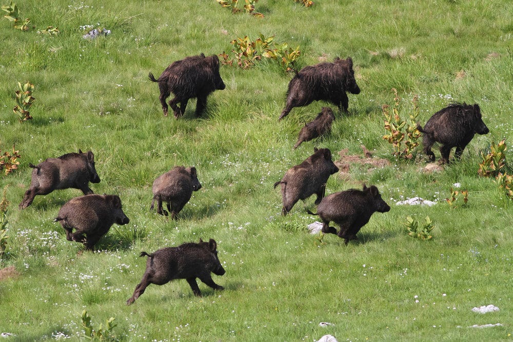What Is The Best Season For Hunting Pigs In Texas? - INDEPENDENCE RANCH ...