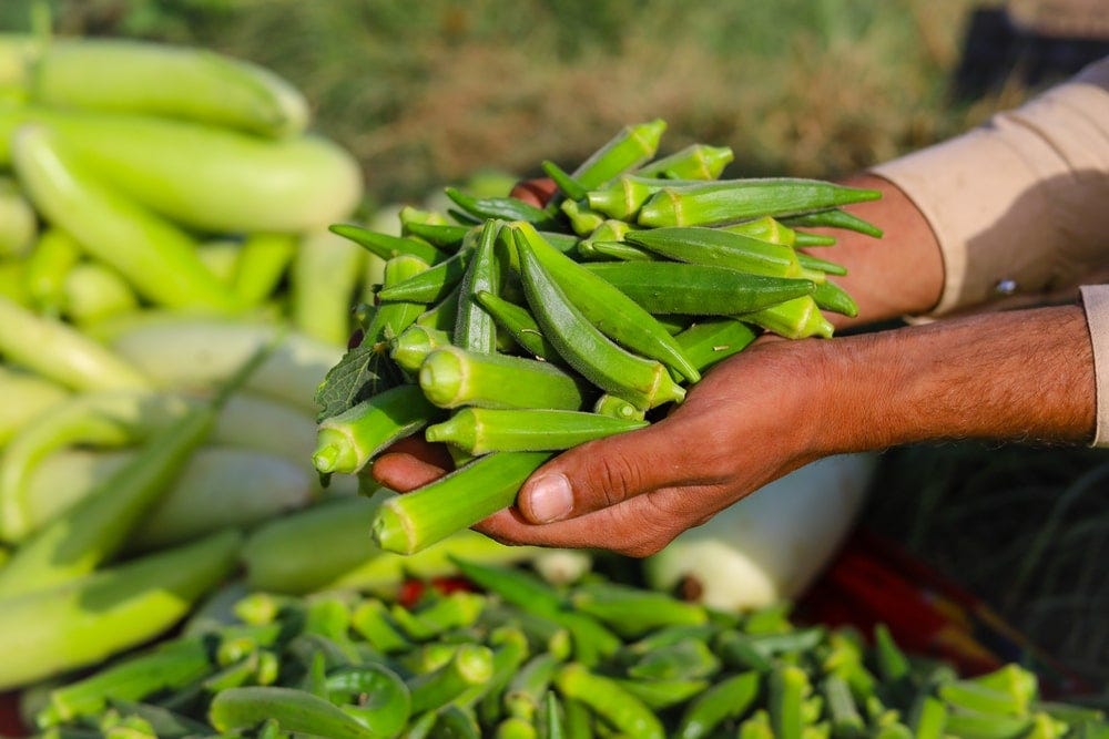 Okra: The Versatile Vegetable That Packs a Nutritional Punch | by Zohan ...