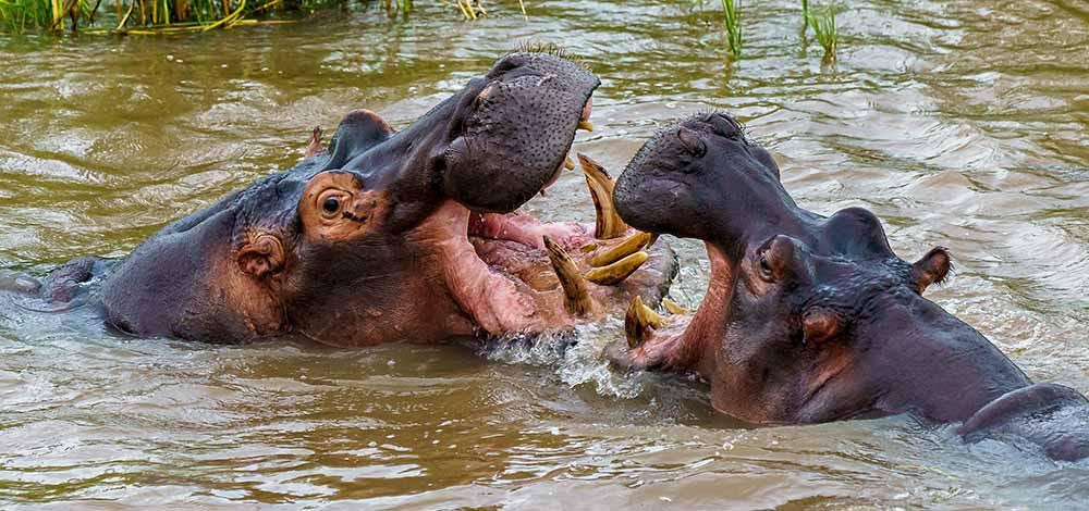 Top 10 Most Dangerous Animals. The animal kingdom is full of… | by Zawar Alam | Medium