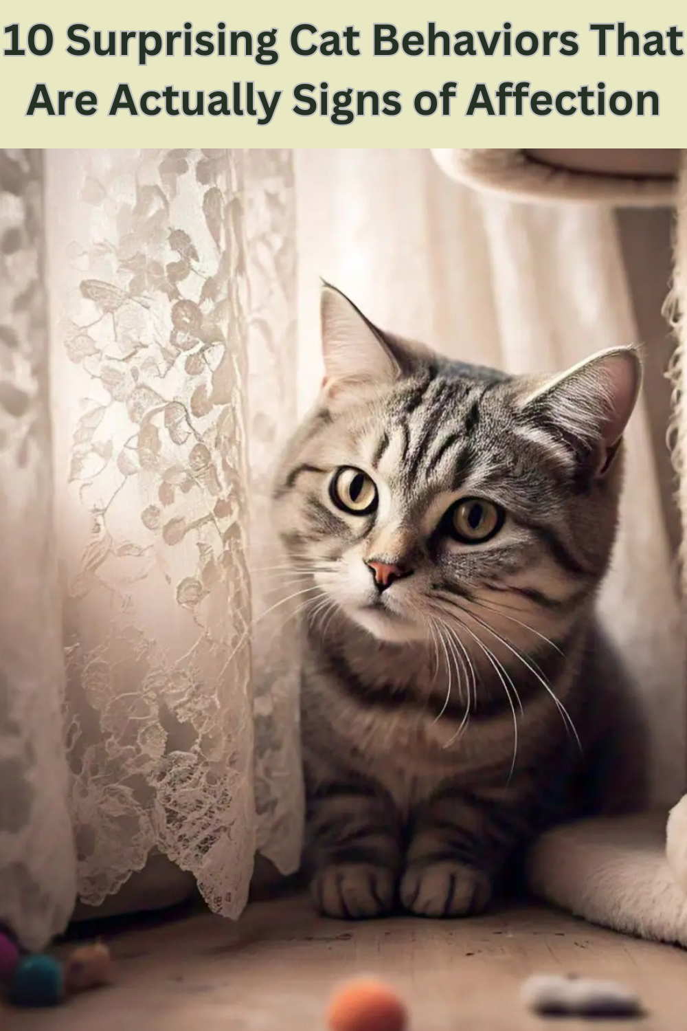 10 Surprising Cat Behaviors That Are Actually Signs of Affection | by ...