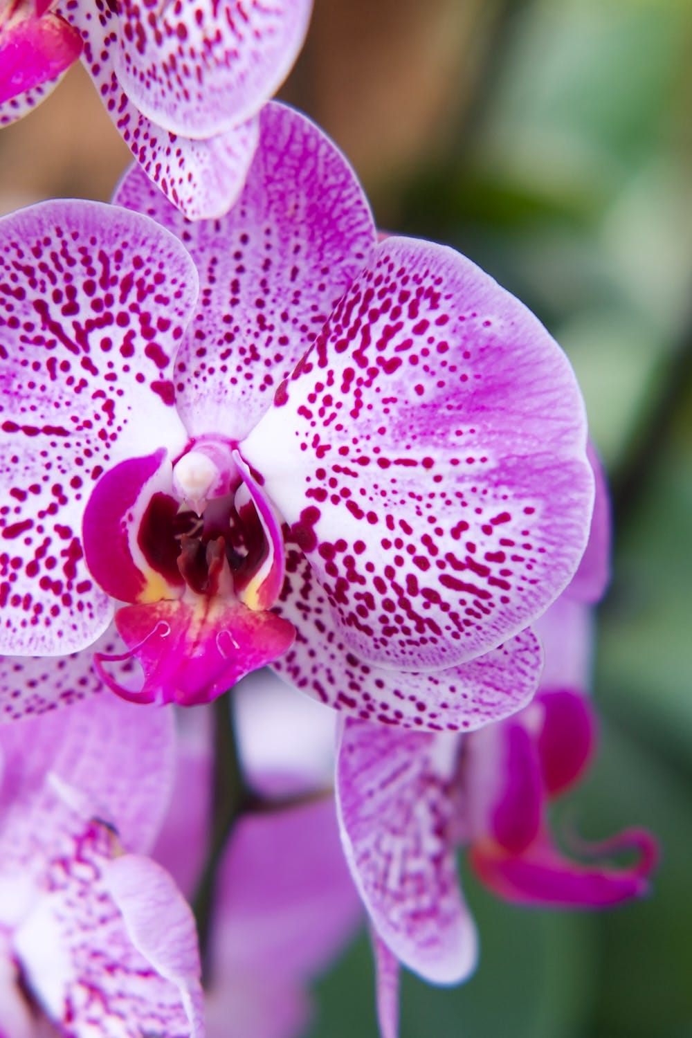 The Best 11 secret for the orchid to take root quickly no one has ...