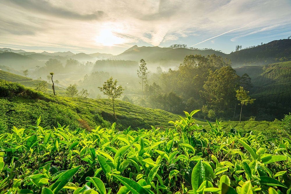 Munnar Honeymoon Packages from Bangalore. Best Munnar Honeymoon Packages | Medium