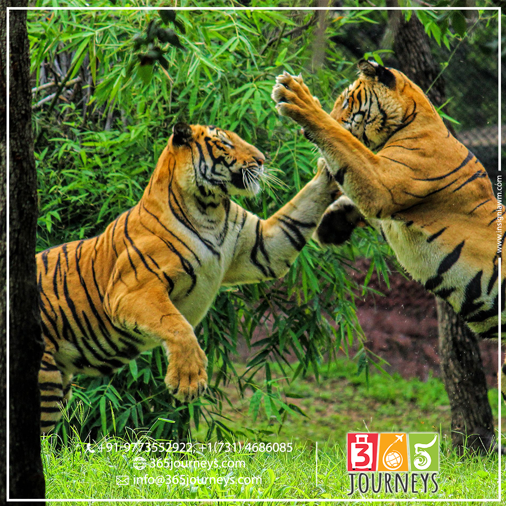Royal Bengal Tiger In Sundarban Hd