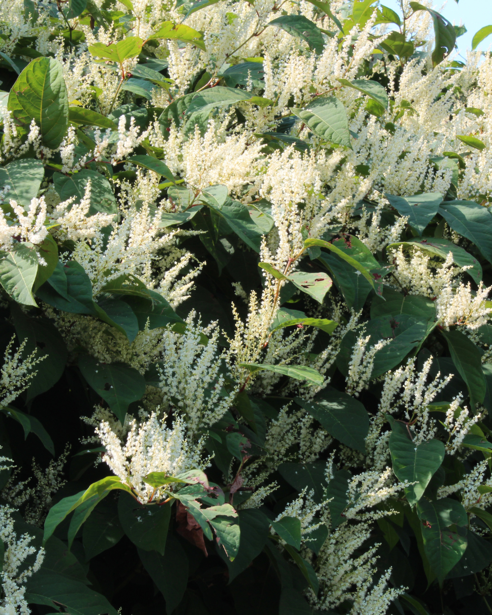 Japanese Knotweed: The Surprising Health Benefits of Highly Invasive ...