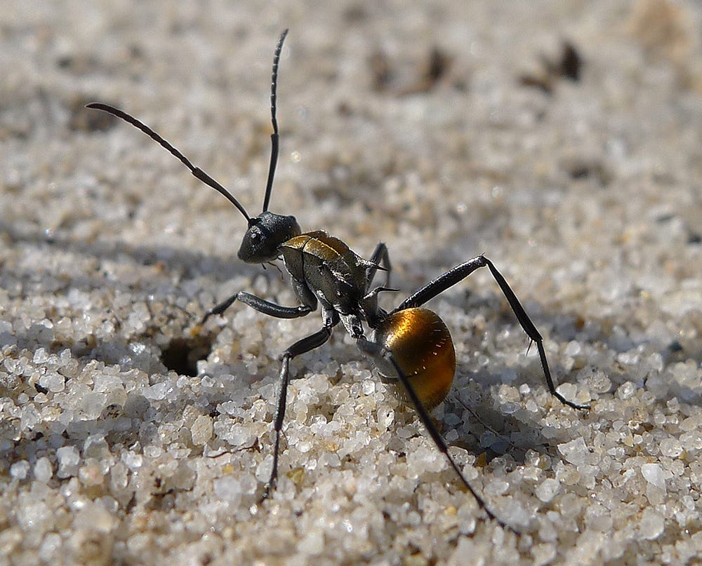 Ant hero. Graduate student Benjamin Blanchard’s… | by The University of ...