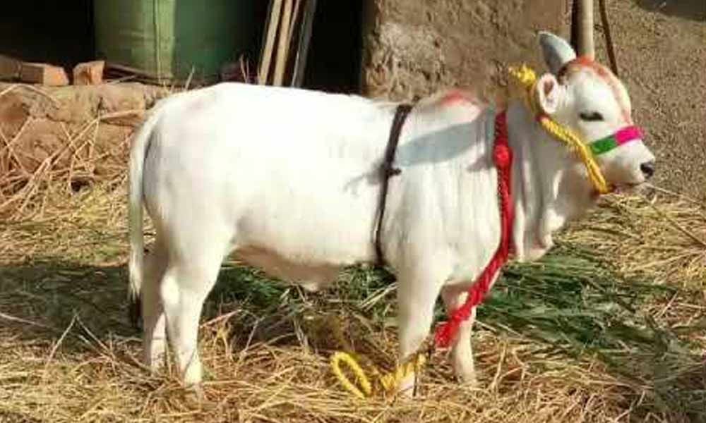 Exploring the Charm of Small Cows in India: A Cultural Heritage | by ...