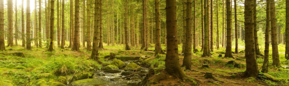 【ML-CLASSIFICATION-04】Random Forest Classification | by Tim Wong | 深思心思 ...