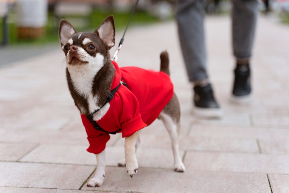 Best pets clothing - Super - petmart - Medium