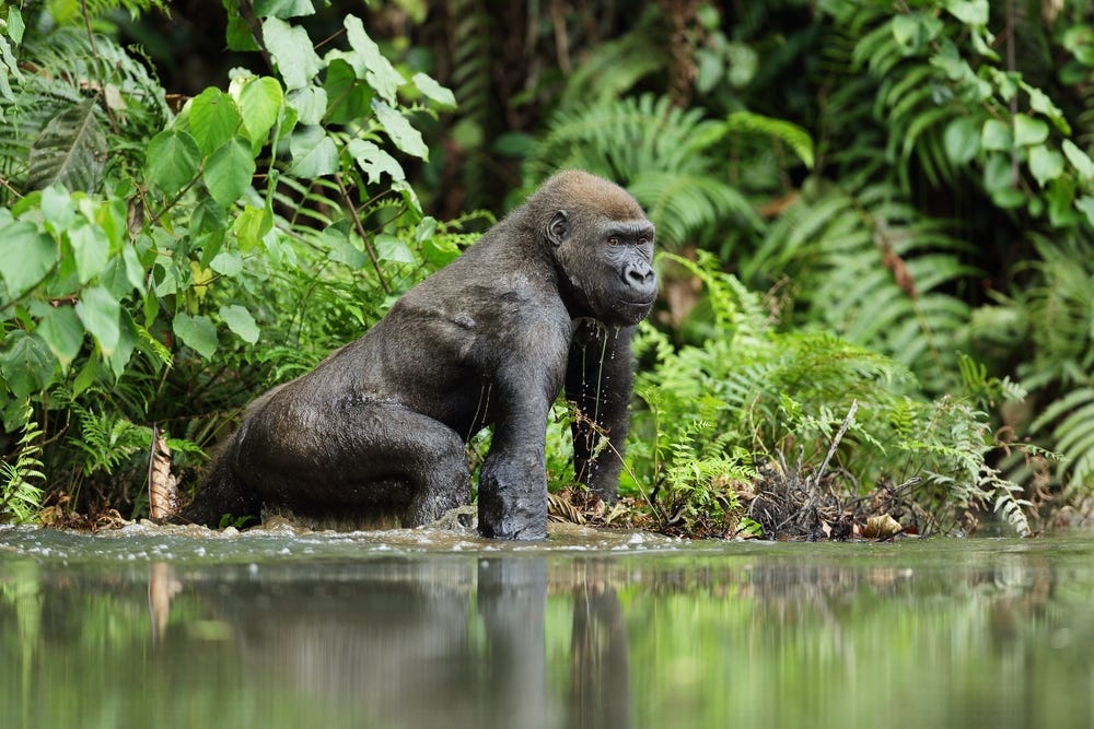 G is for Gorilla phylogeography. Today, more than ever, we need to ...